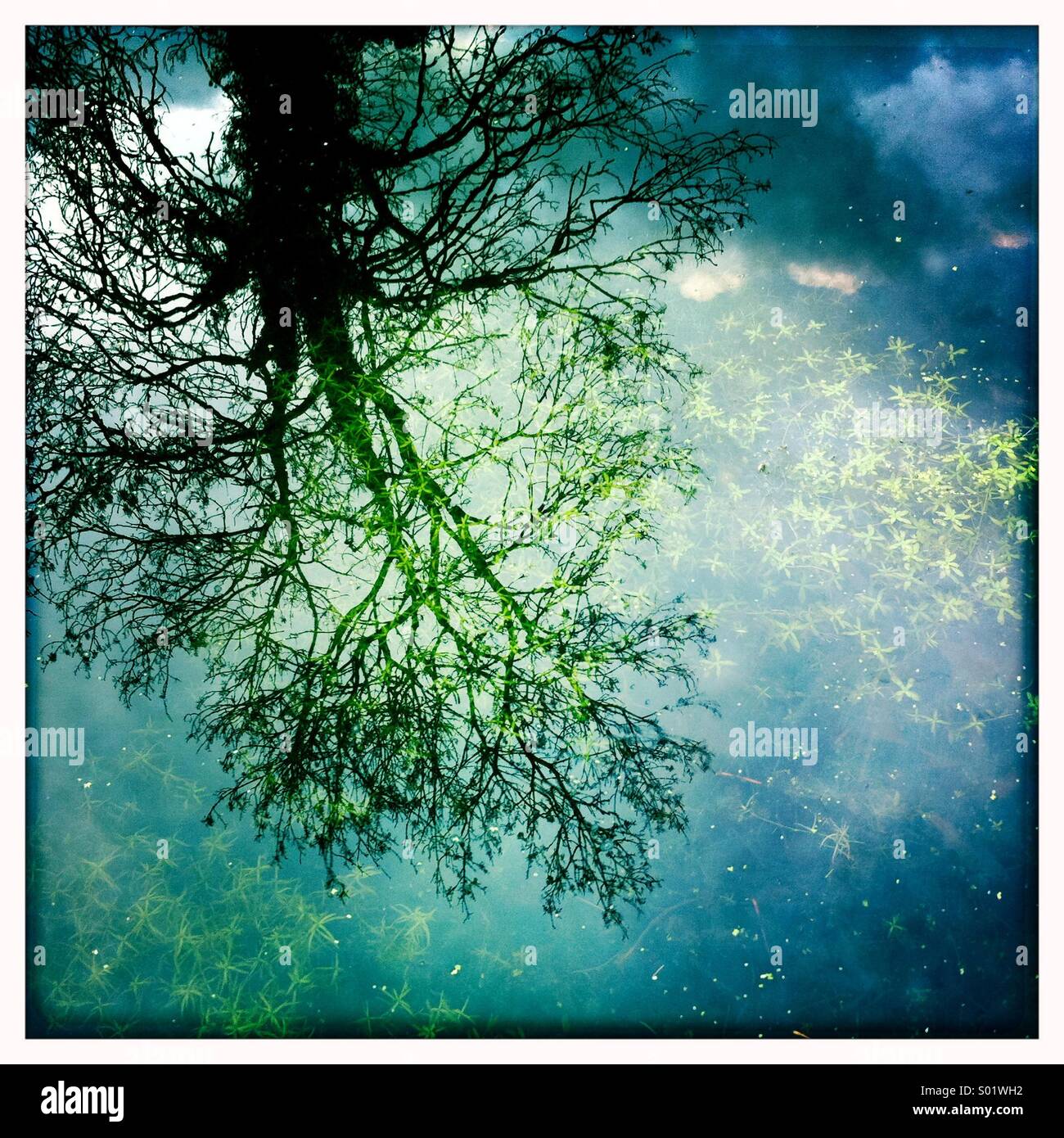 Tree reflection in water hi-res stock photography and images - Alamy