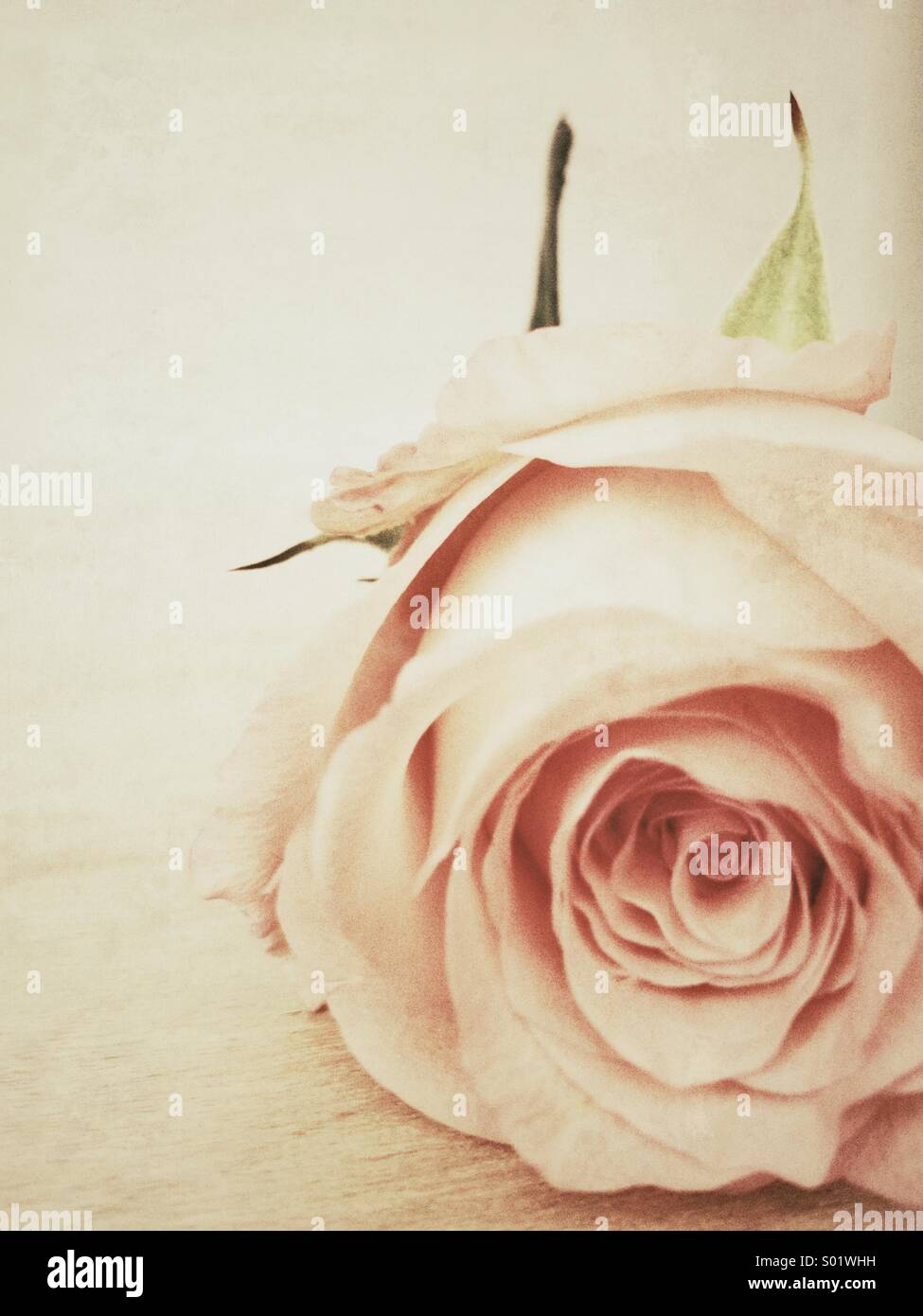 Pale pink rose hi-res stock photography and images - Alamy