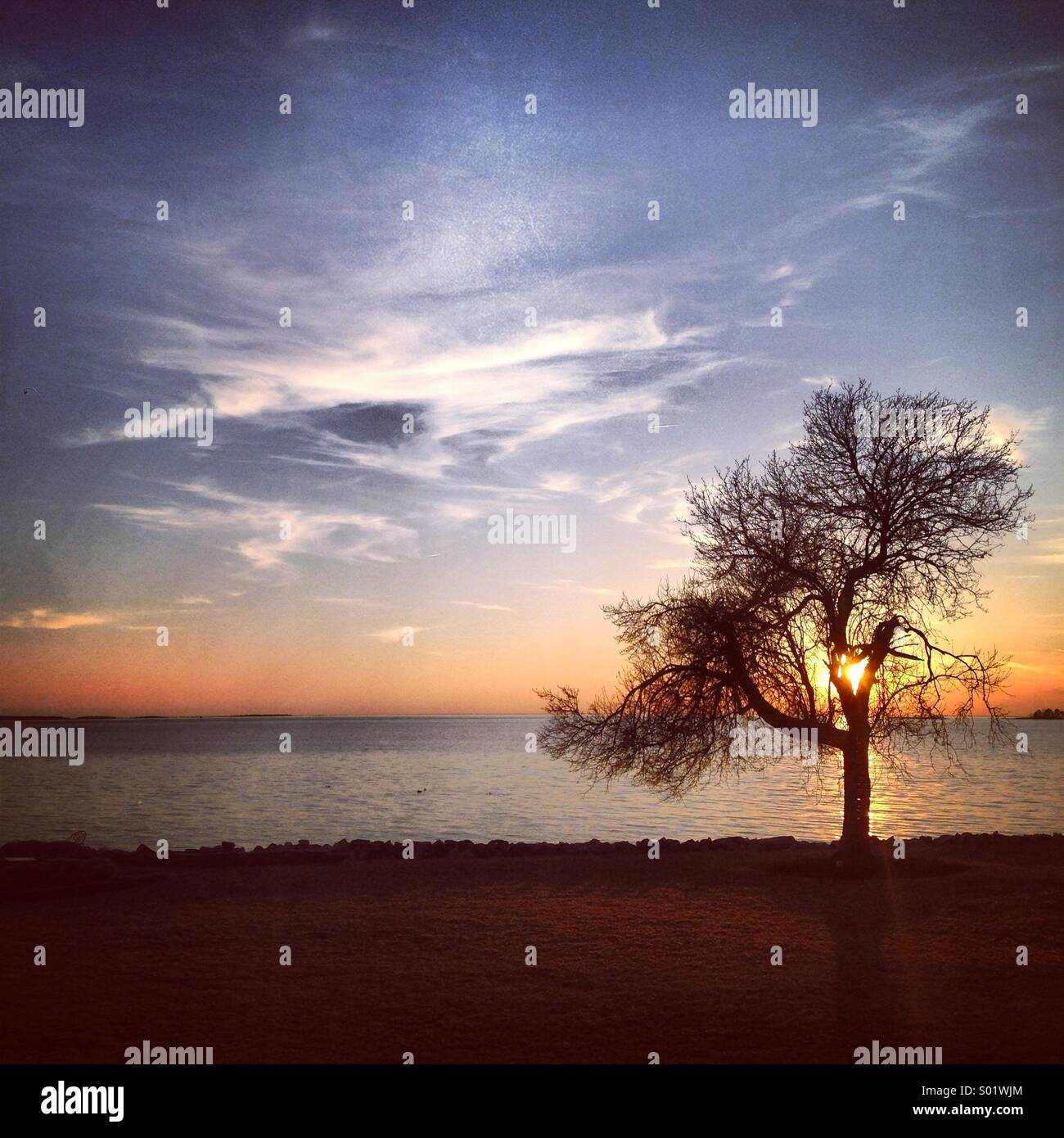Tree and sunset Stock Photo - Alamy