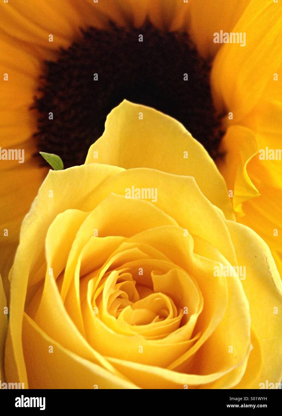 A yellow rose and sunflower Stock Photo - Alamy