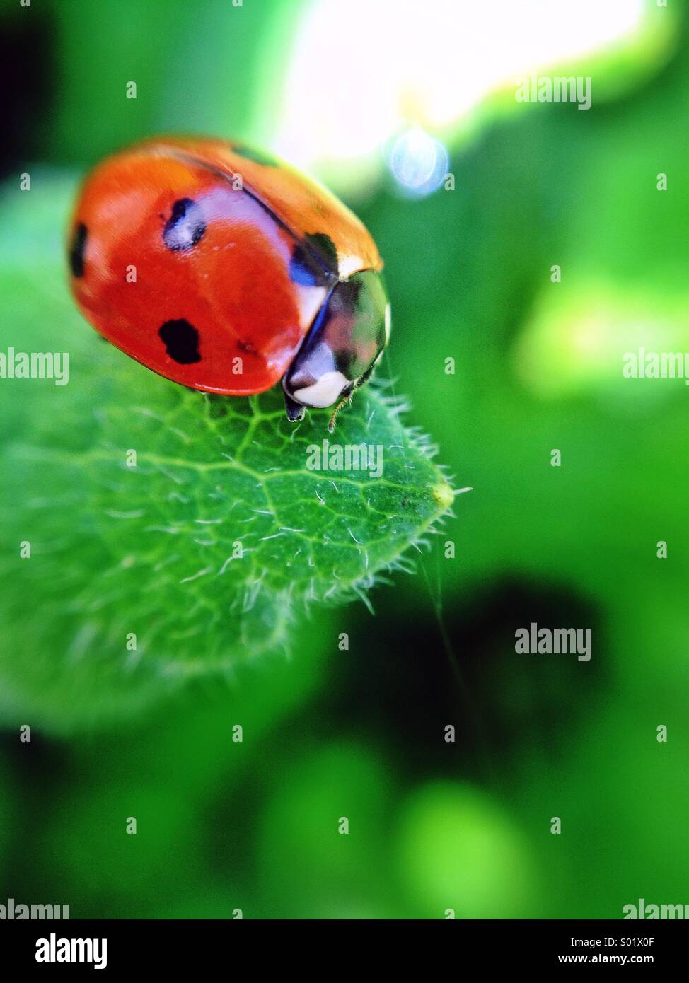 Lady bird macro hi-res stock photography and images - Alamy