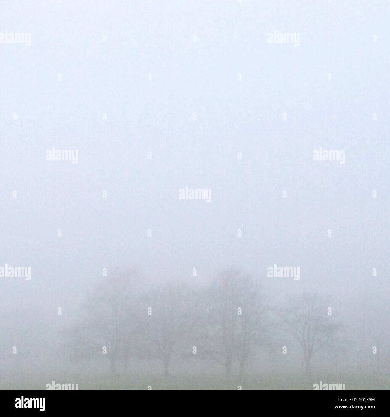 Fog Trees High Resolution Stock Photography and Images - Alamy