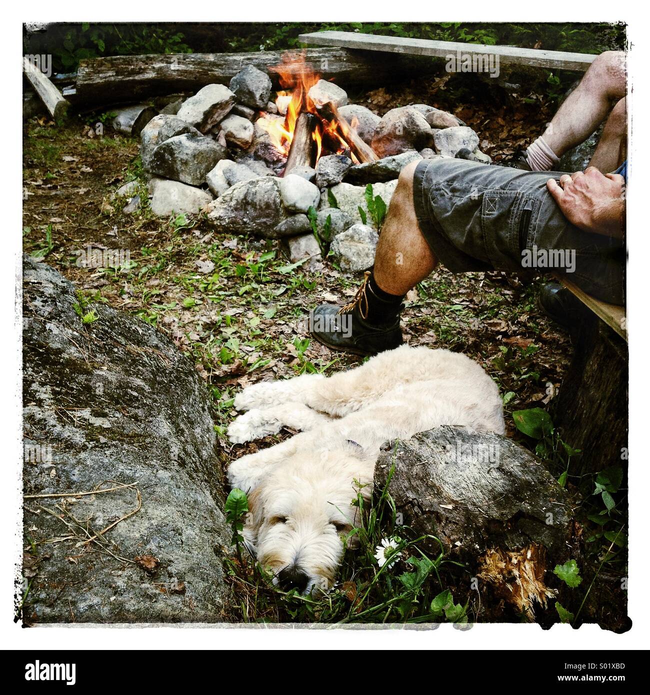 Mutt puppy hi-res stock photography and images - Alamy