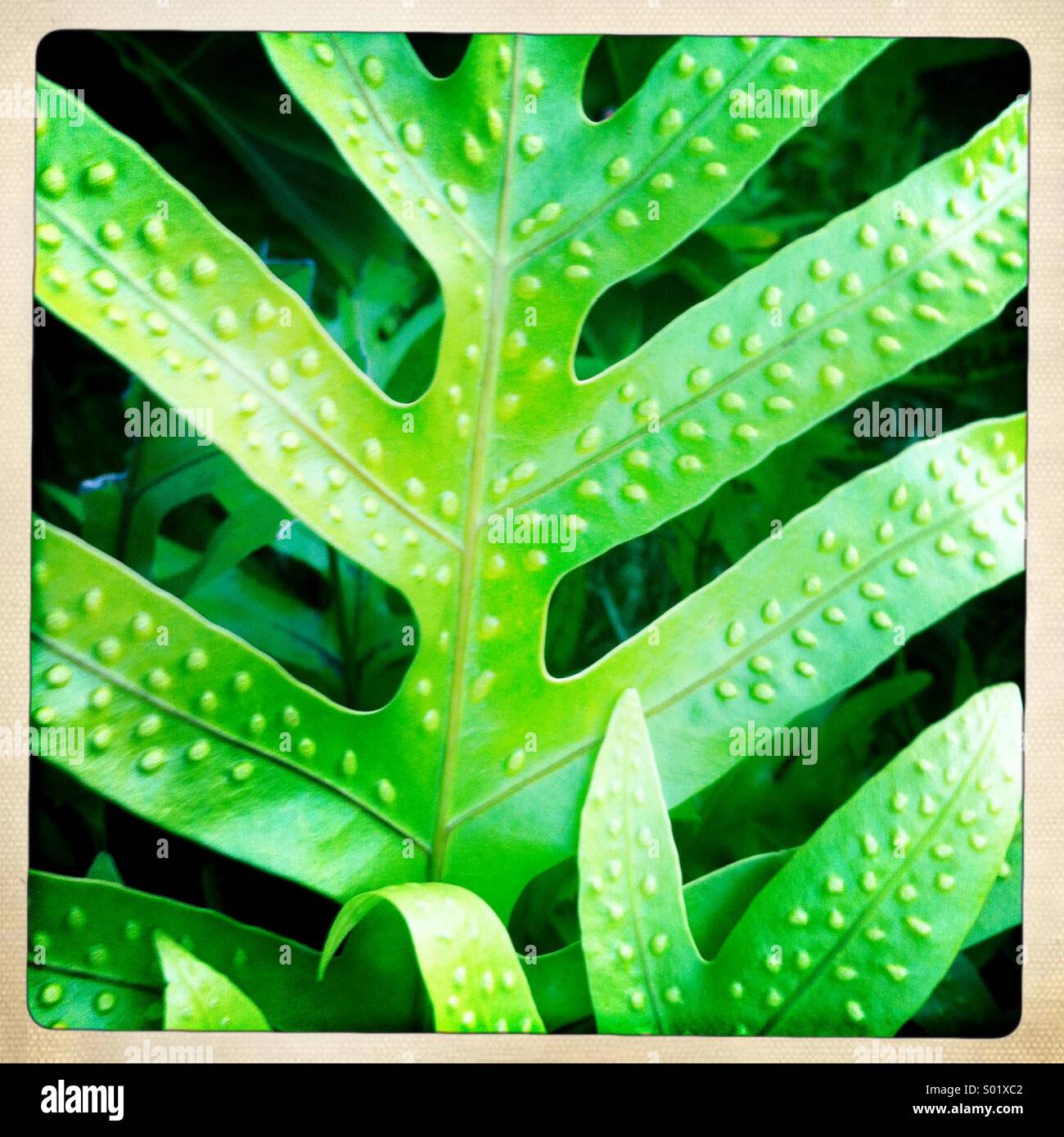 Under side of a fern Stock Photo - Alamy