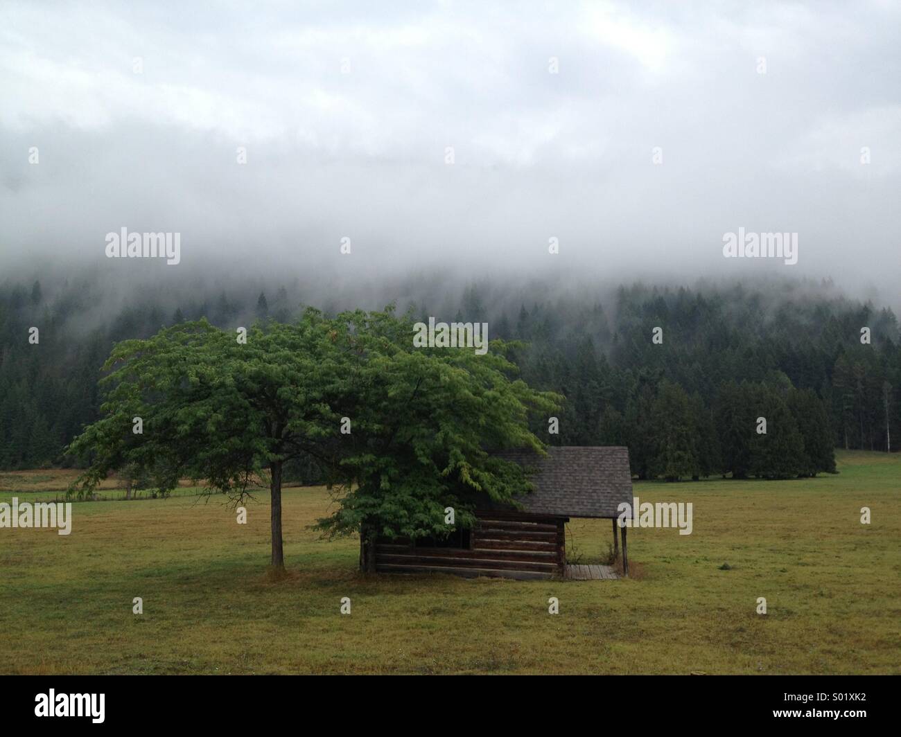 Tree and secluded shack in a valley field with fog Stock Photo - Alamy