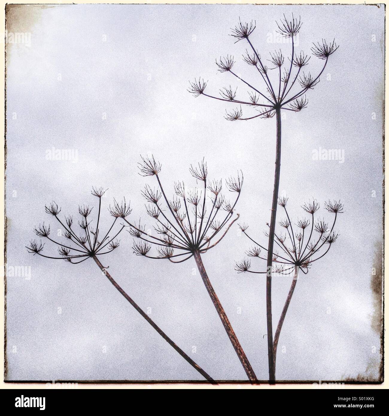 Angelica Plant Stock Photos & Angelica Plant Stock Images - Alamy