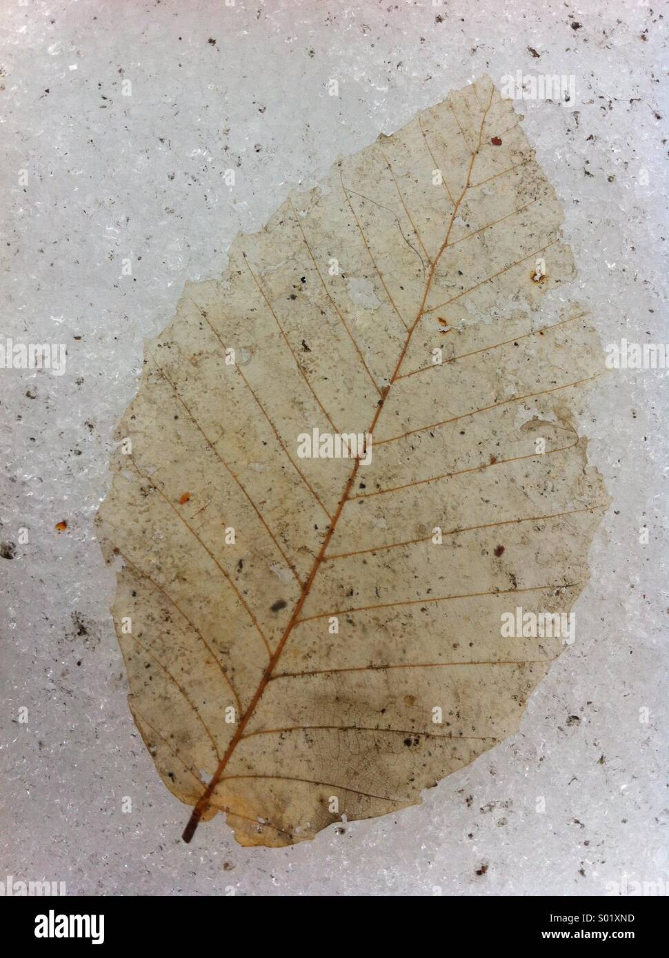 Decomposing leaf hi-res stock photography and images - Alamy