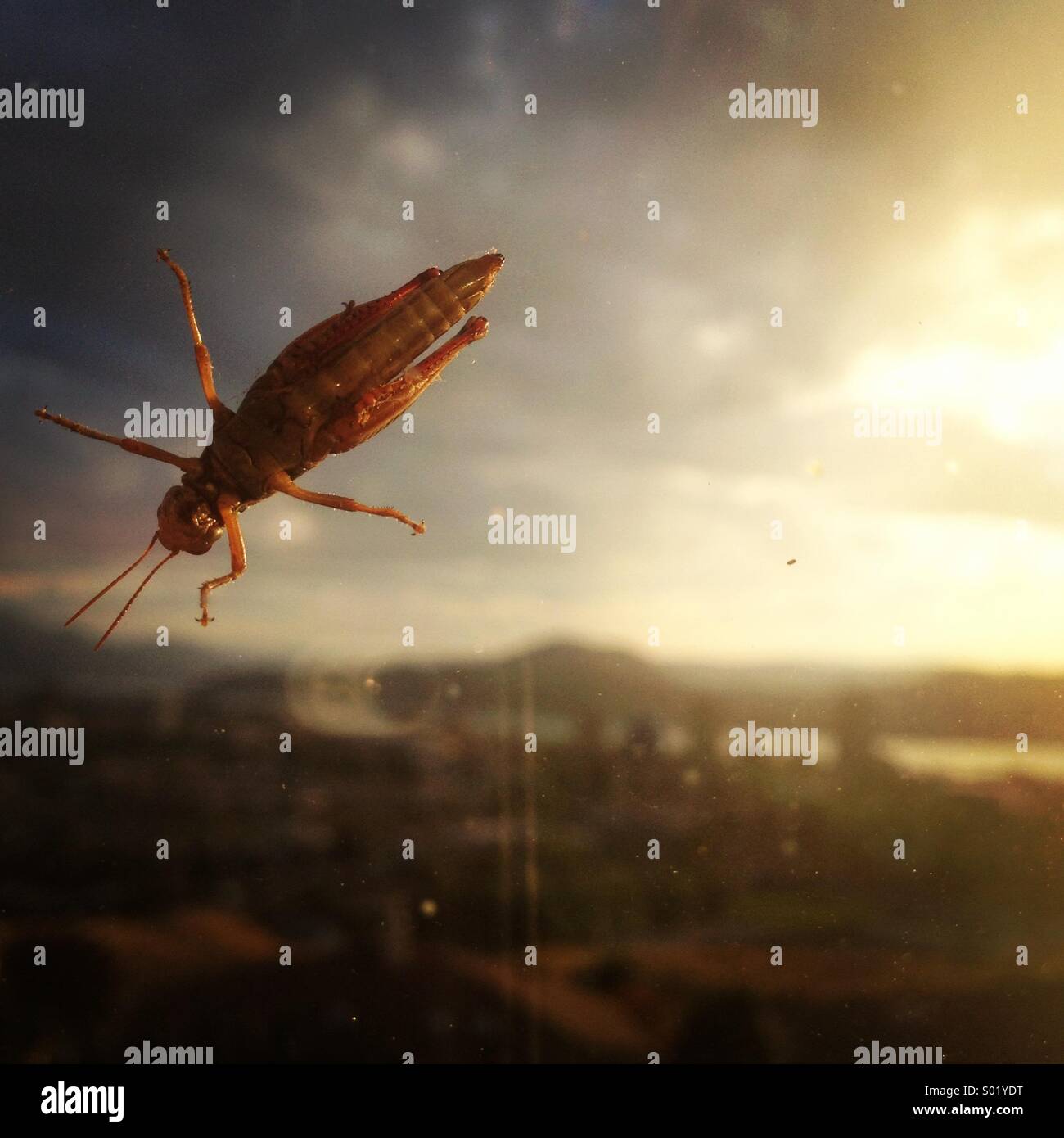 Grasshopper on window overlooking lake and city Stock Photo - Alamy
