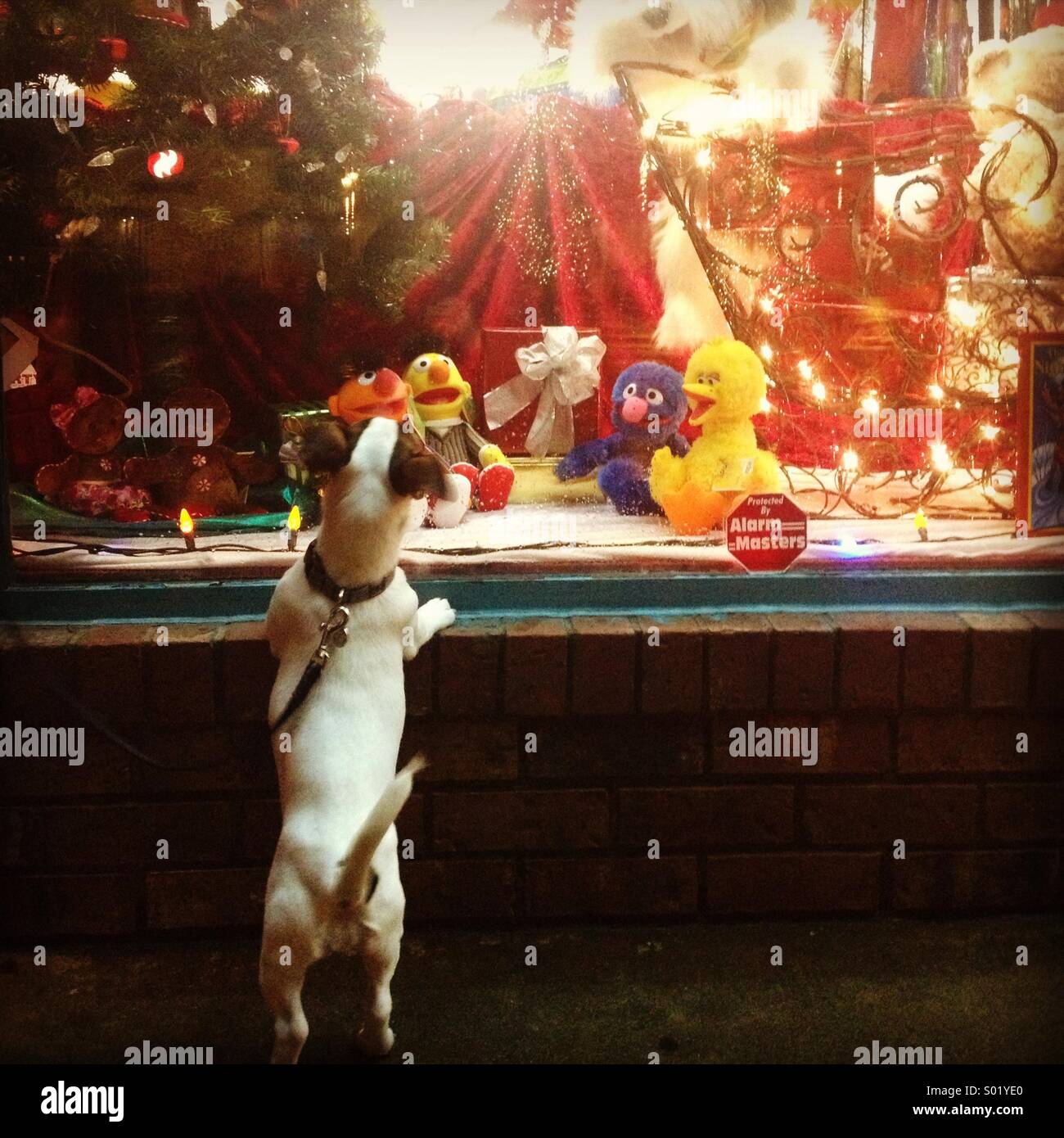 Jack Russell puppy standing on hind legs looking into toy store window ...