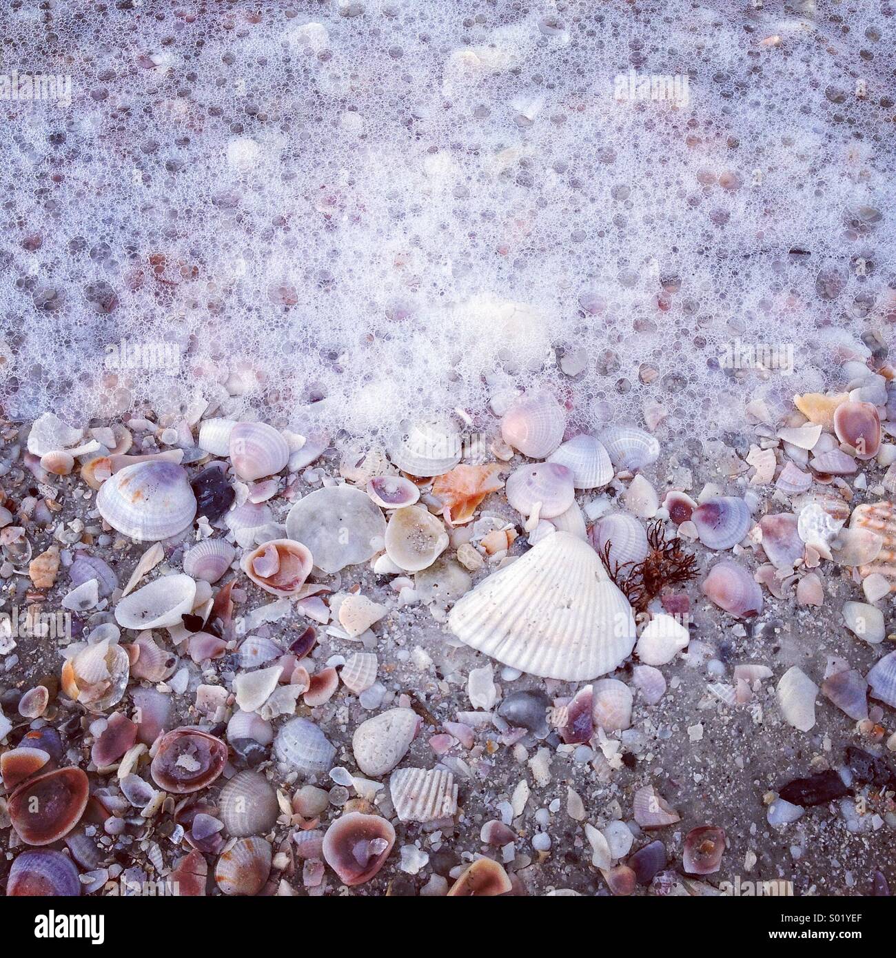 Shells and sea foam at the beach Stock Photo - Alamy