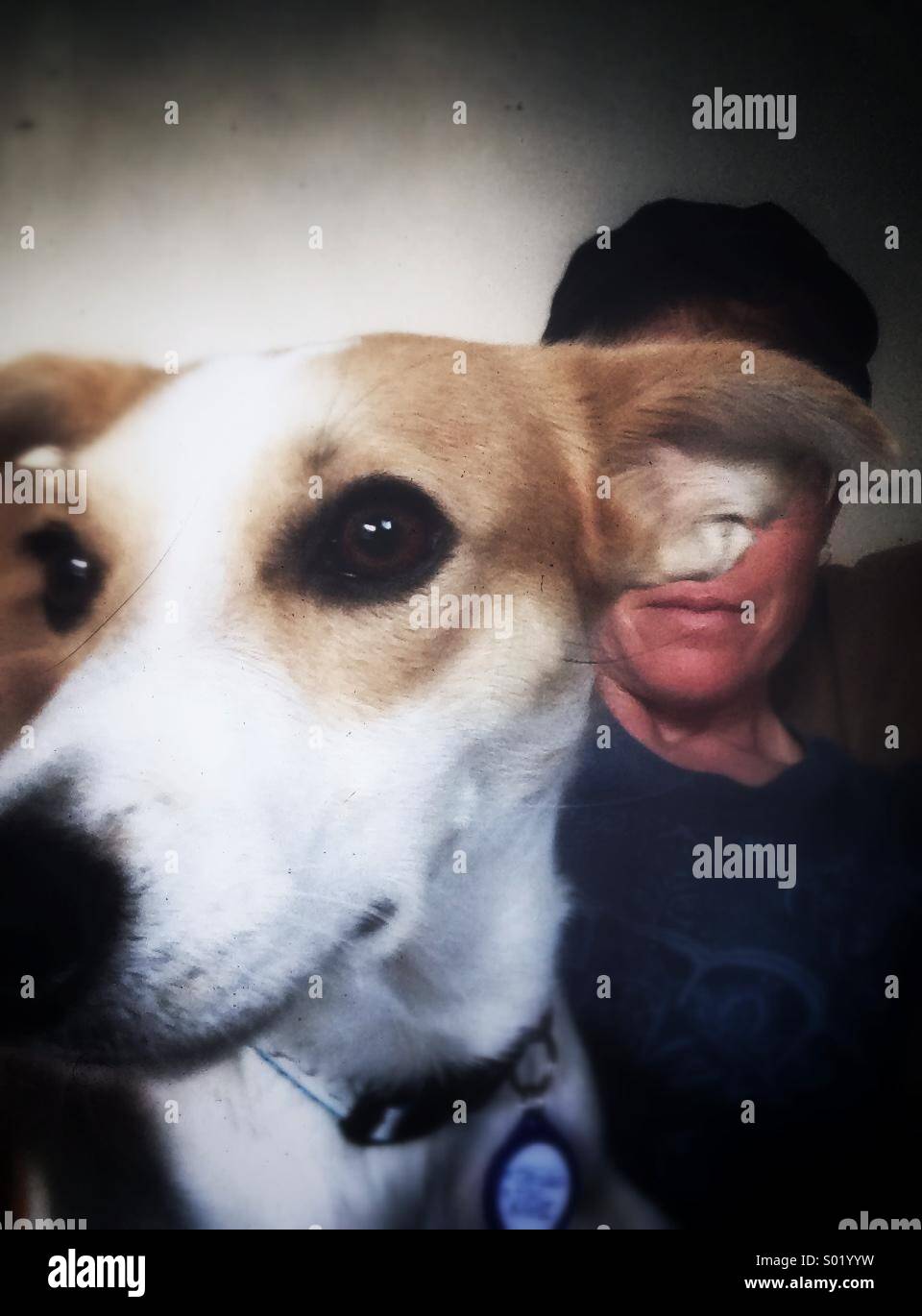Pet selfie hi-res stock photography and images - Alamy