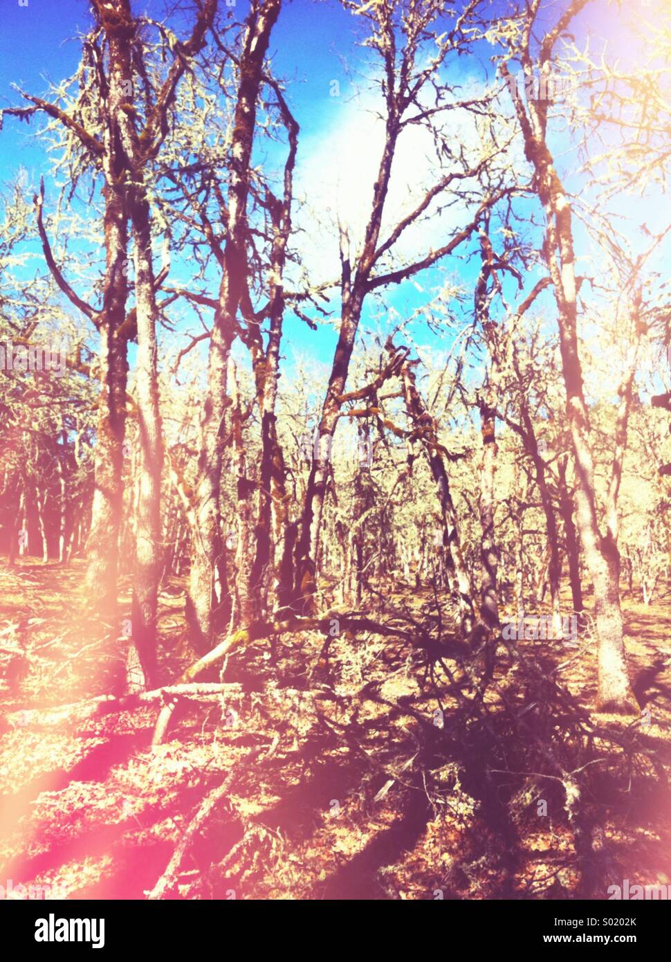 Trees in forest, vertical Stock Photo - Alamy