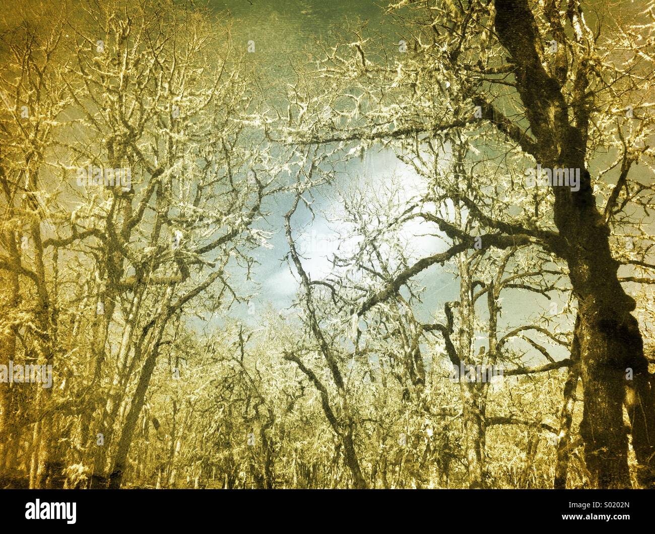 Vintage forest hi-res stock photography and images - Alamy