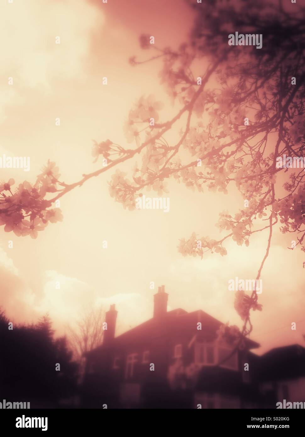 Spring flowers tree hi-res stock photography and images - Alamy