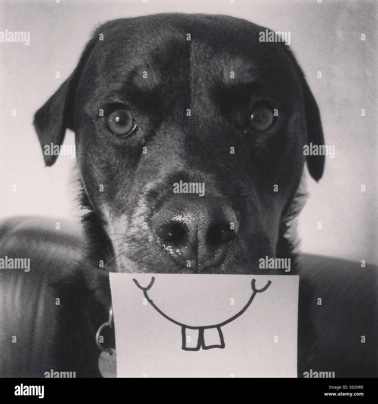 Goofy Smile Stock Photos & Goofy Smile Stock Images - Alamy