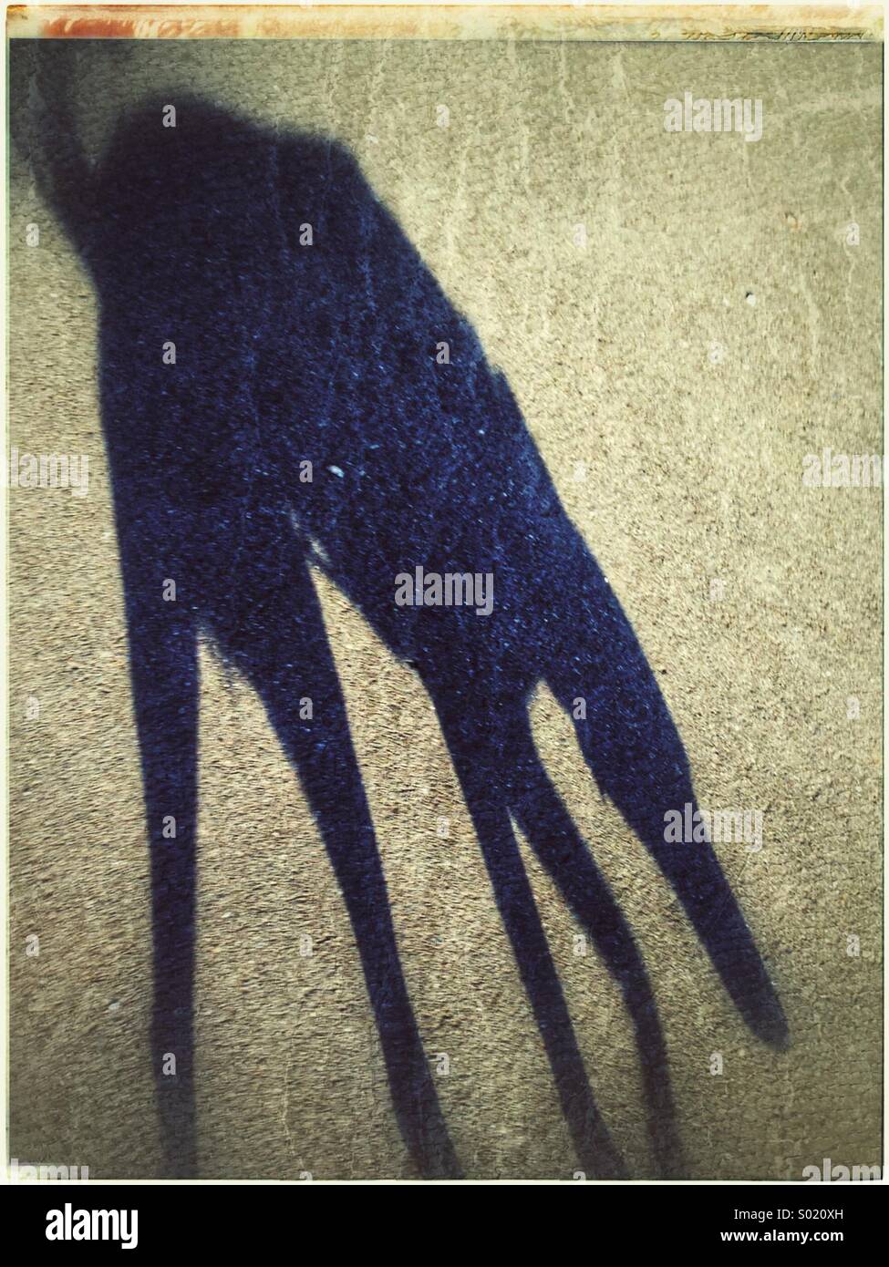 Dog shadow hi-res stock photography and images - Alamy