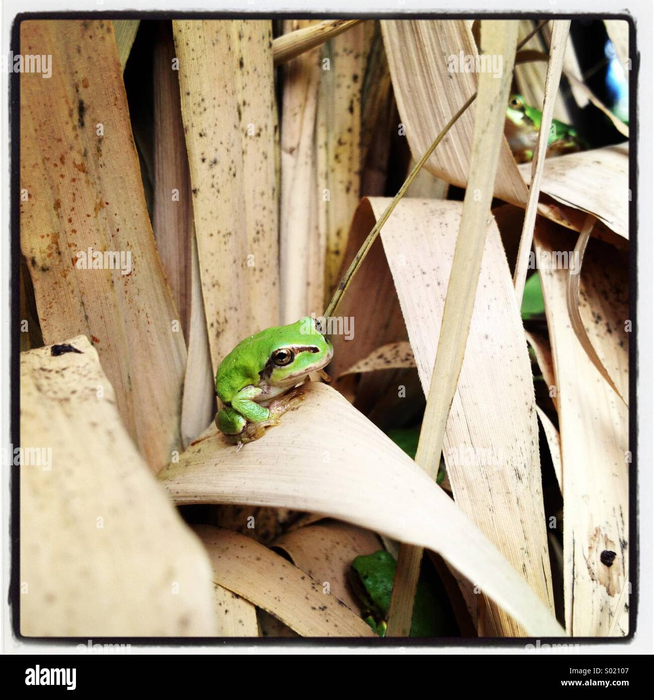 Japanese green tree frogs (amagaeru) in dry reeds Stock Photo - Alamy