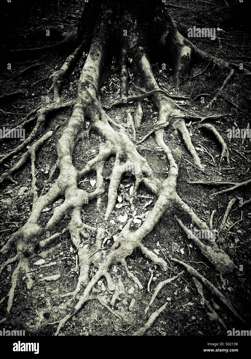 Old tree root Stock Photo - Alamy