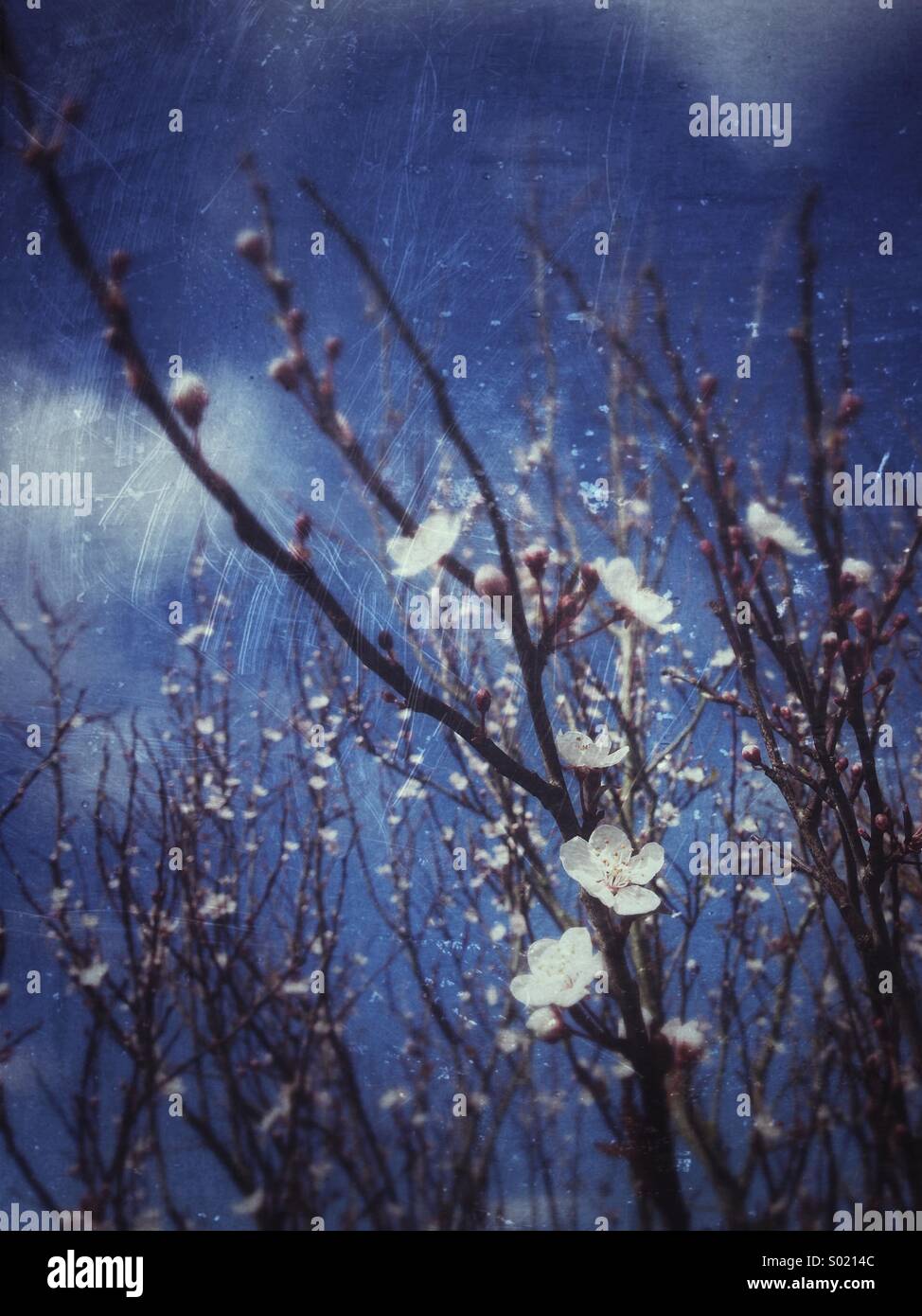 Spring flowers tree hi-res stock photography and images - Alamy