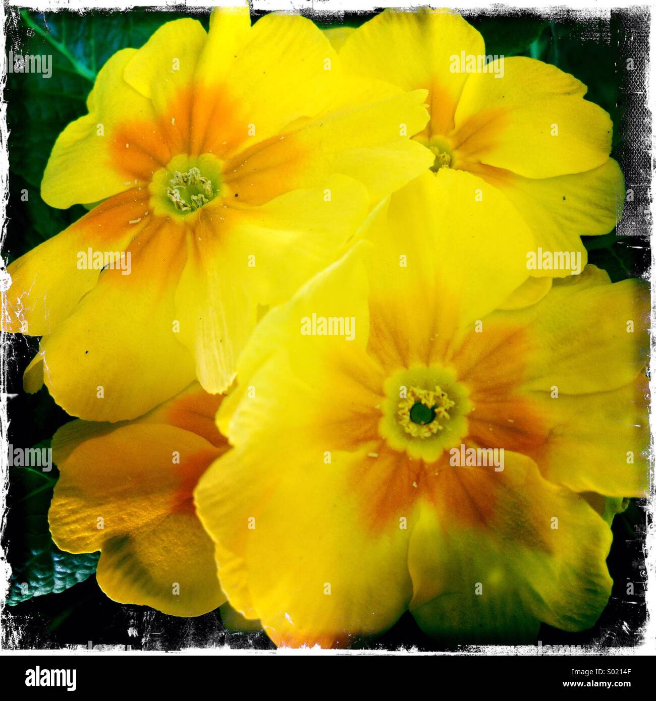 Spring yellow hi-res stock photography and images - Alamy