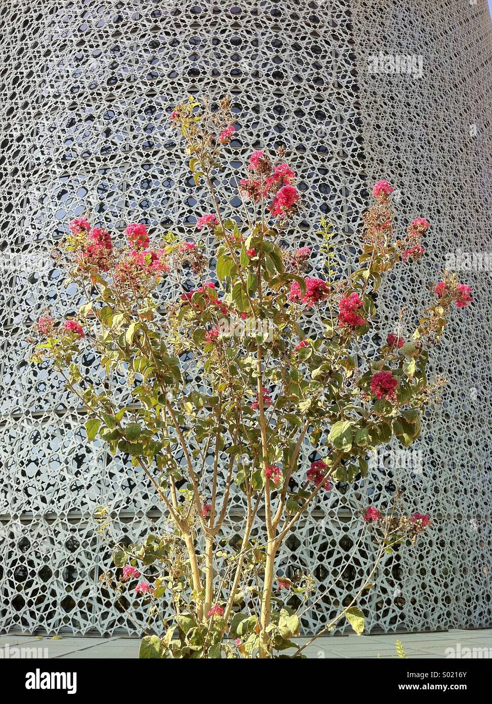 Wild flowers in front of skyscraper, Doha Stock Photo - Alamy