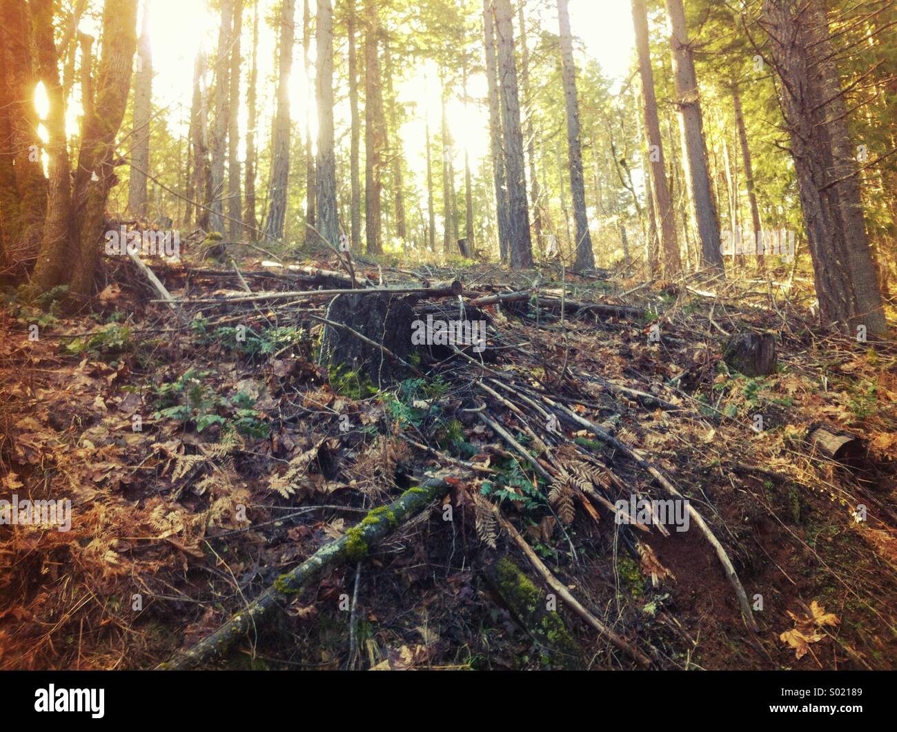Clearing in the woods hi-res stock photography and images - Alamy
