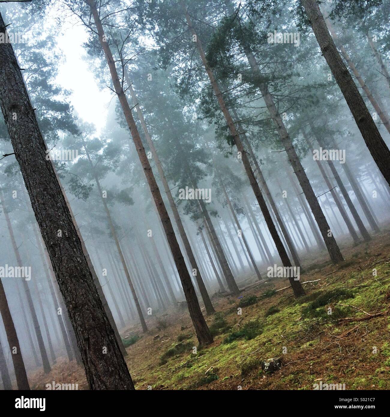 Woodland Fog High Resolution Stock Photography and Images - Alamy