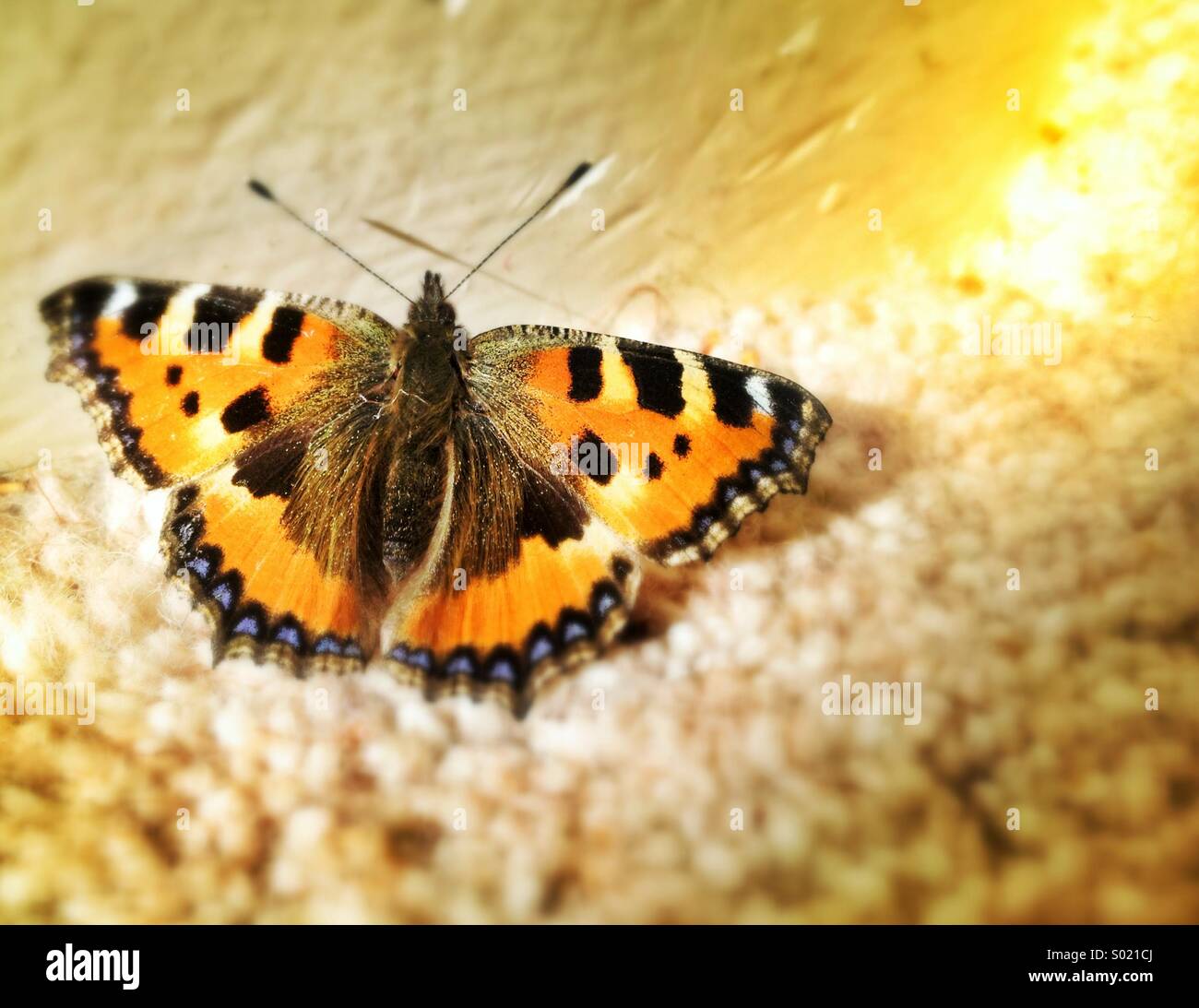 Small tortoise hi-res stock photography and images - Alamy