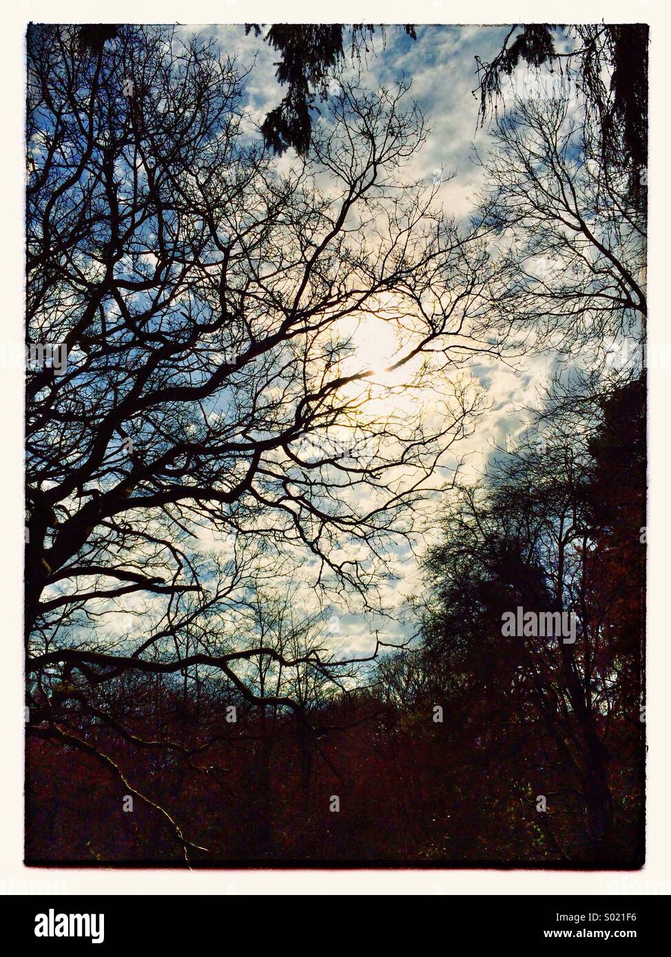 Sunrise Through The Trees Stock Photo - Alamy