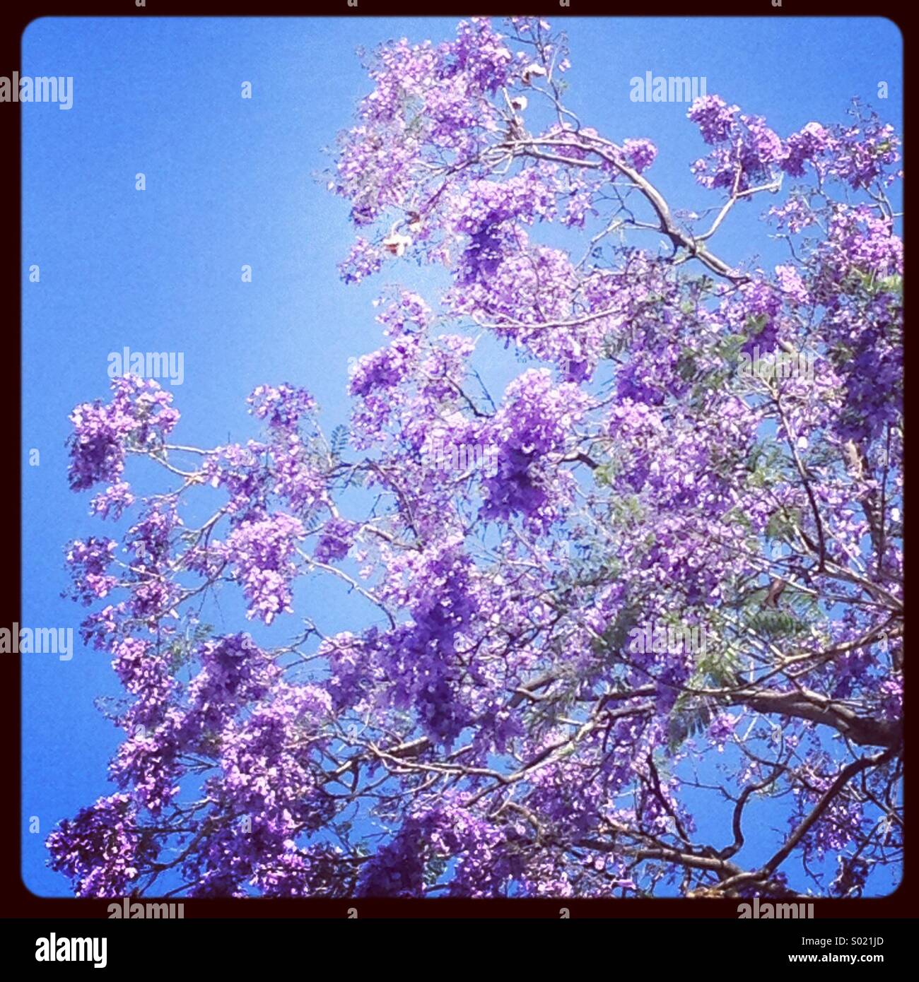 Purple tree blossoms hi-res stock photography and images - Alamy