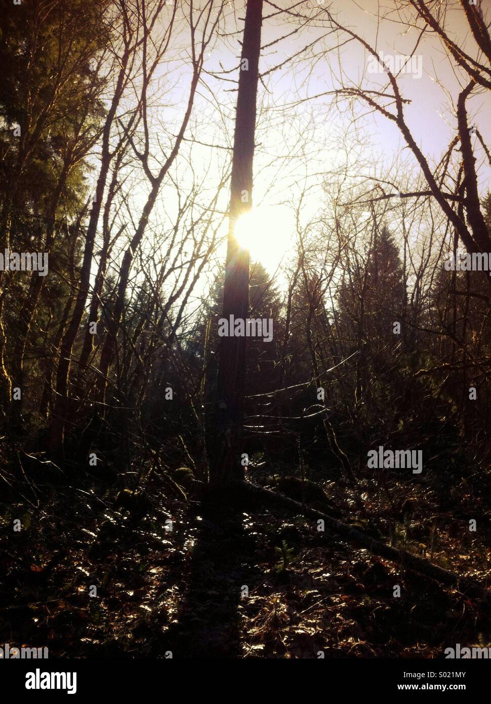 Creative forest scene hi-res stock photography and images - Alamy