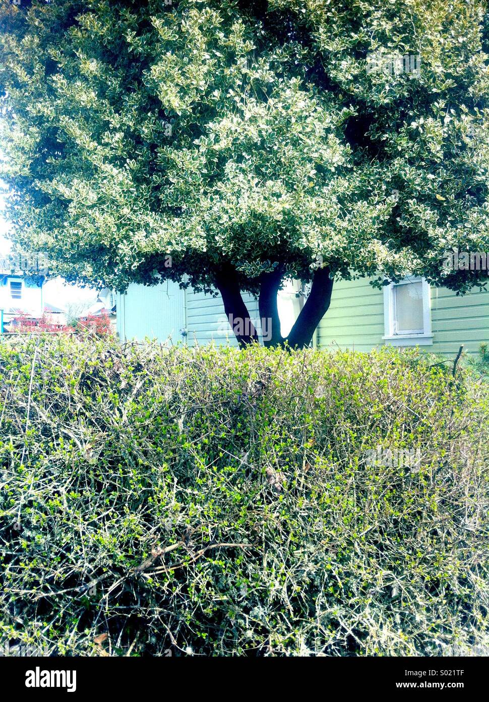 Shrubs tree hi-res stock photography and images - Alamy
