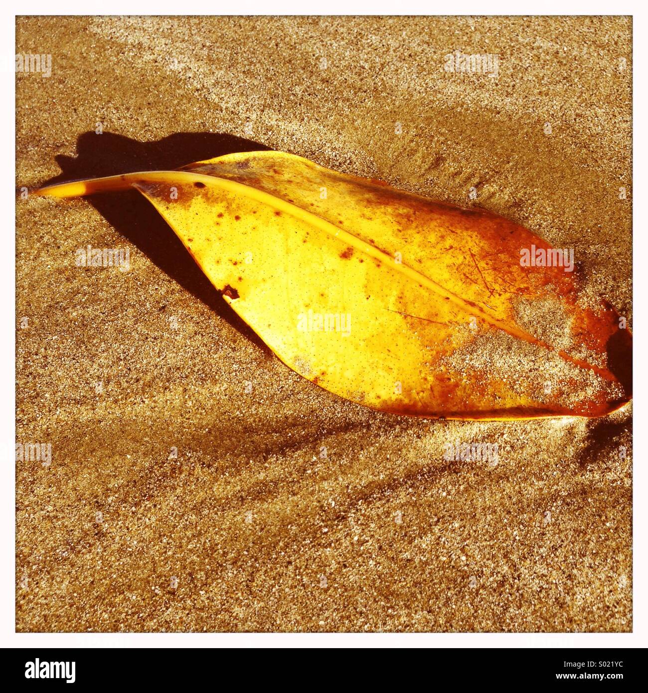 Leaf and sand hi-res stock photography and images - Alamy