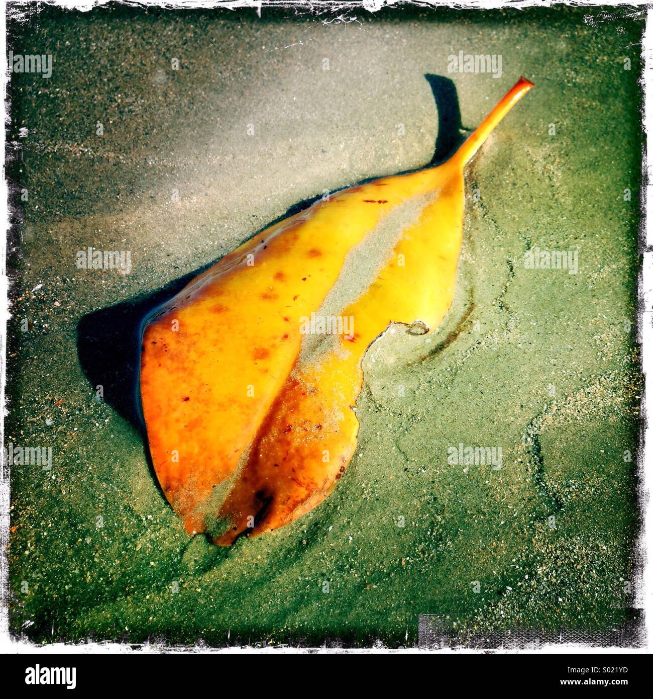 Old leaf hi-res stock photography and images - Alamy