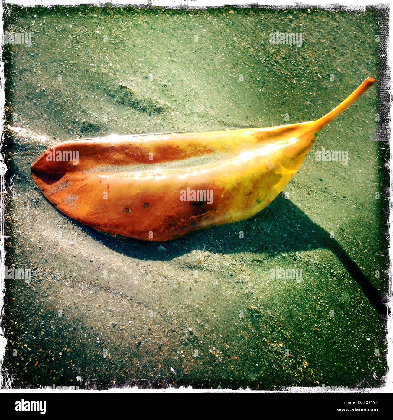 Old leaf hi-res stock photography and images - Alamy