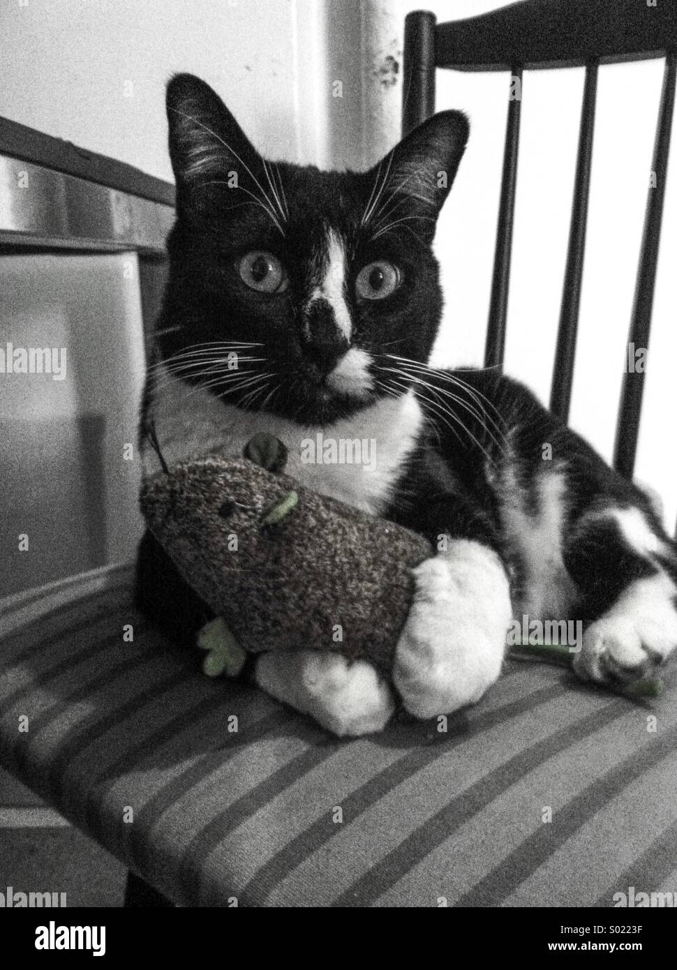 Cat and mouse friends hi-res stock photography and images - Alamy