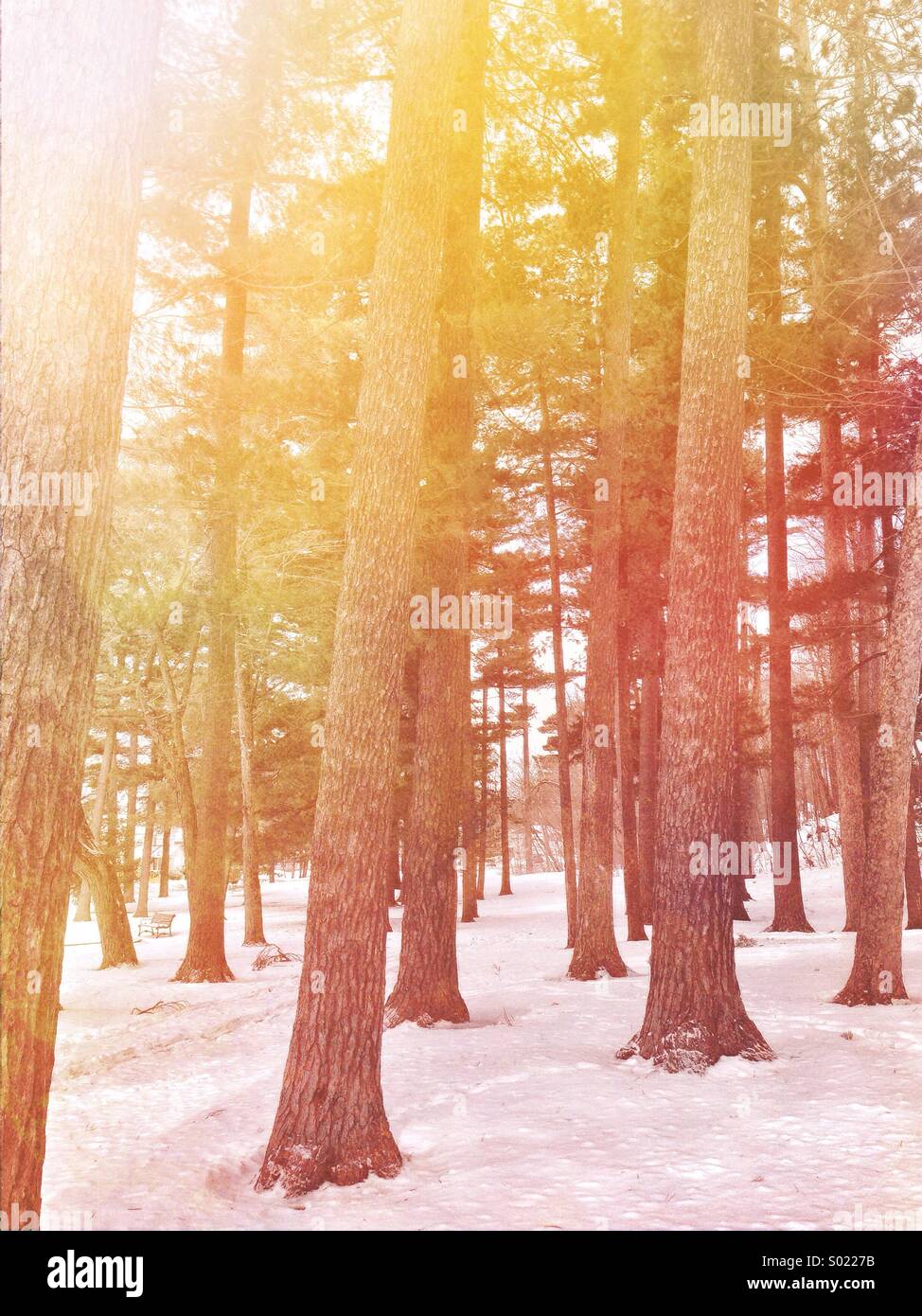 Pine tree stand Stock Photo - Alamy