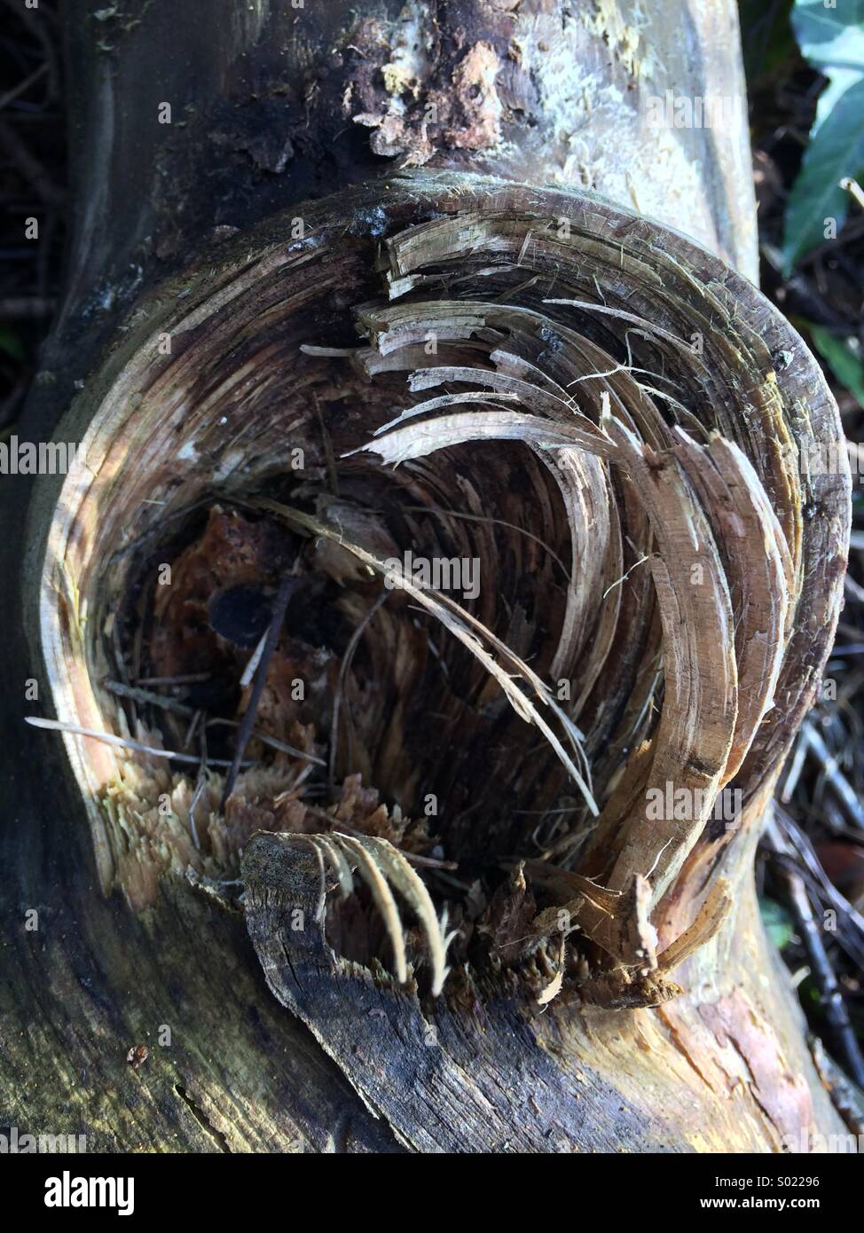 Branch swirl hi-res stock photography and images - Alamy