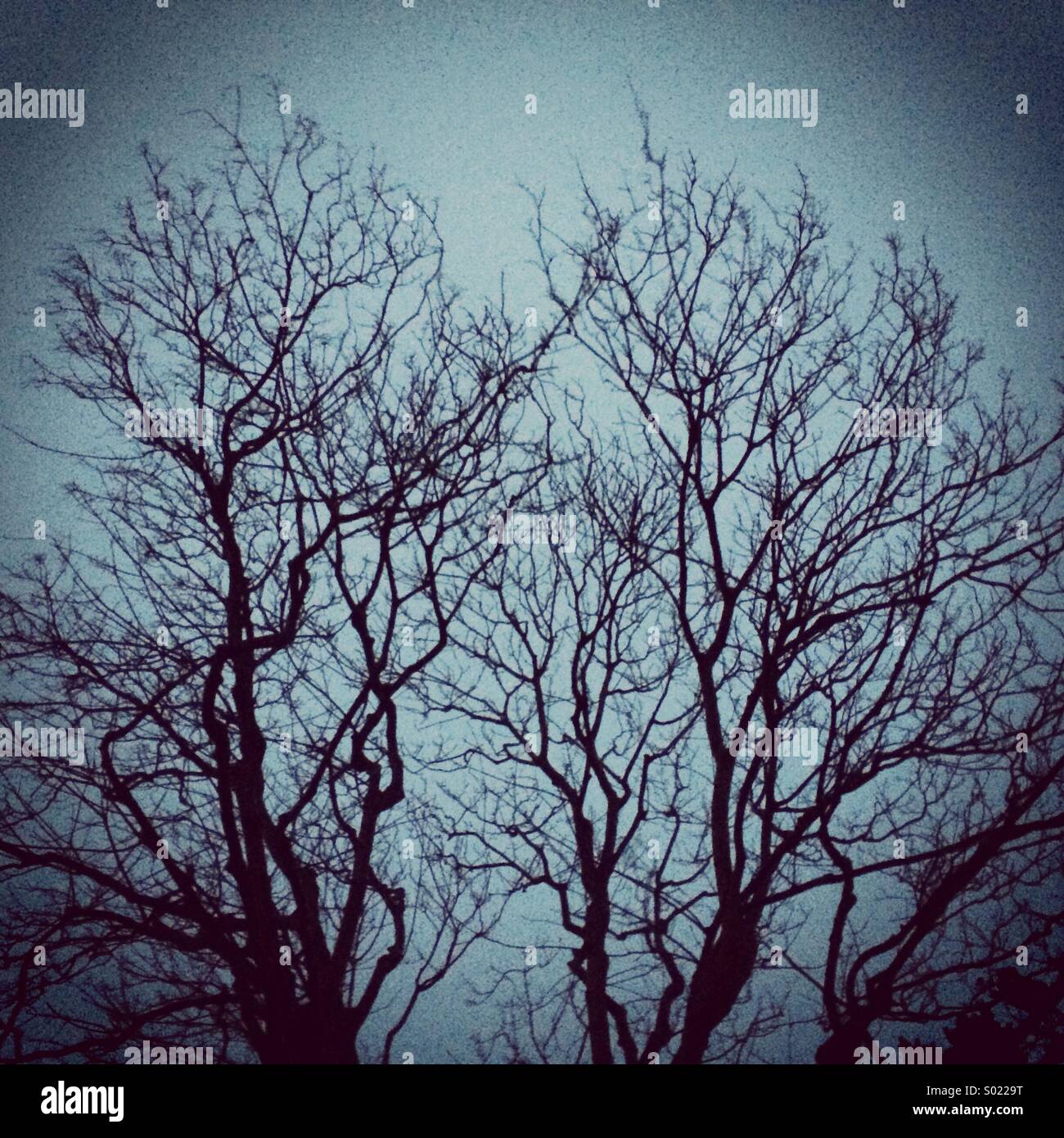 See dark trees hi-res stock photography and images - Alamy