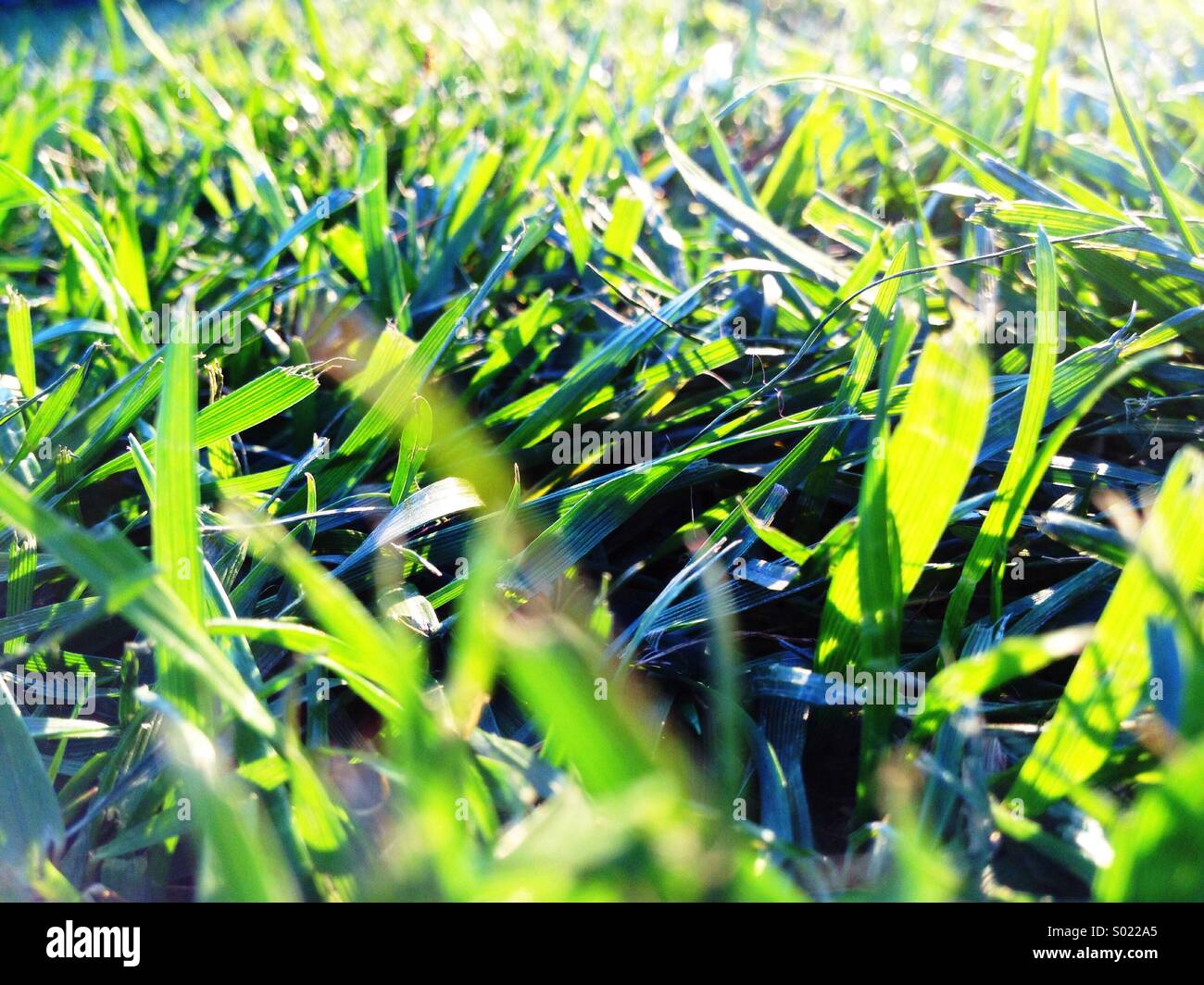 The grass is always greener Stock Photo - Alamy