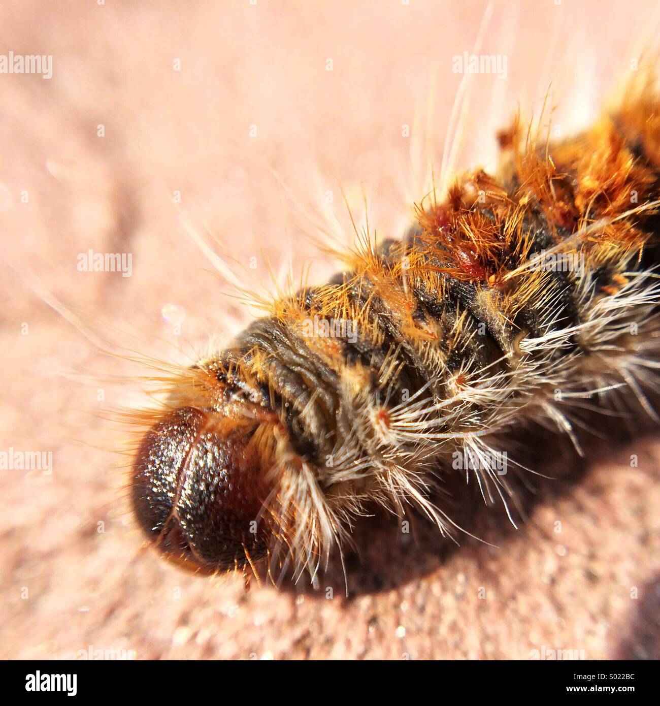 Pine processionary larvae hi-res stock photography and images - Alamy