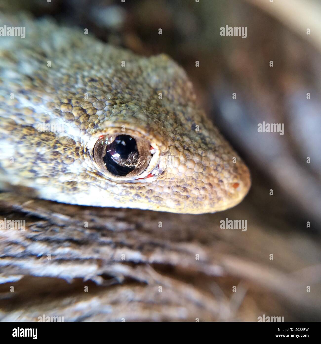 Macro of a Spanish lizard Stock Photo - Alamy