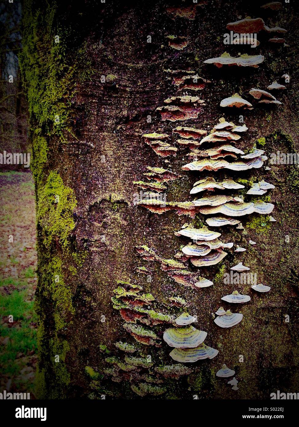 Fungus and moss on tree trunk Stock Photo - Alamy
