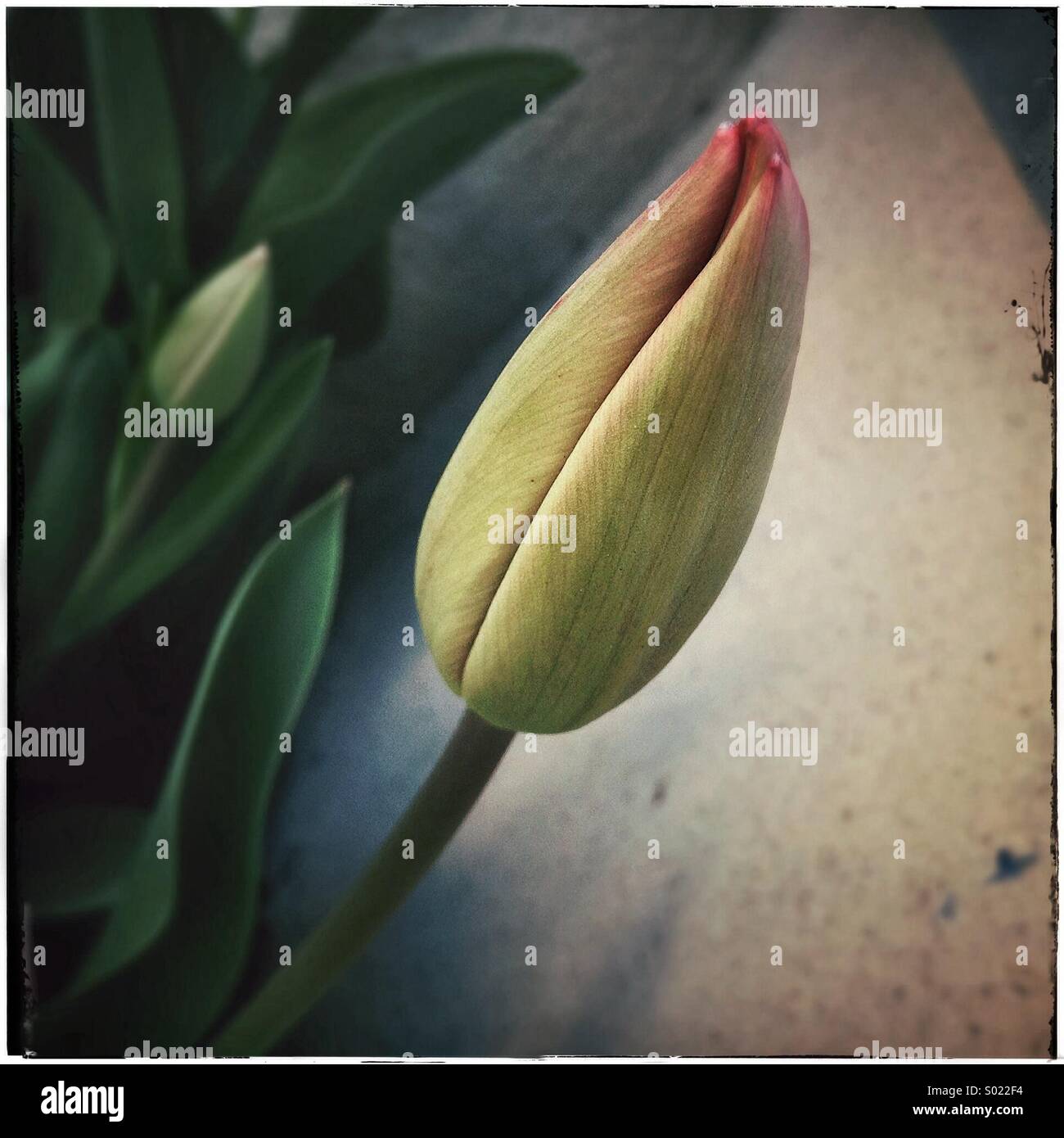 Tulip bulb plant closed Stock Photo - Alamy