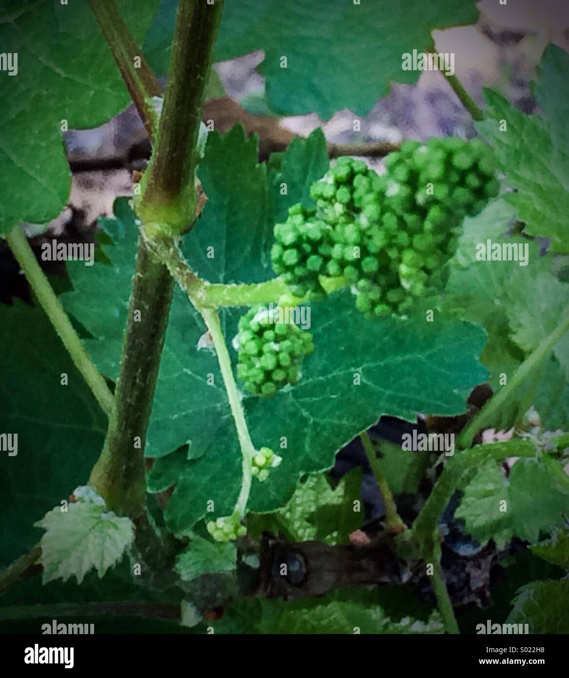 Baby wine grapes Stock Photo - Alamy