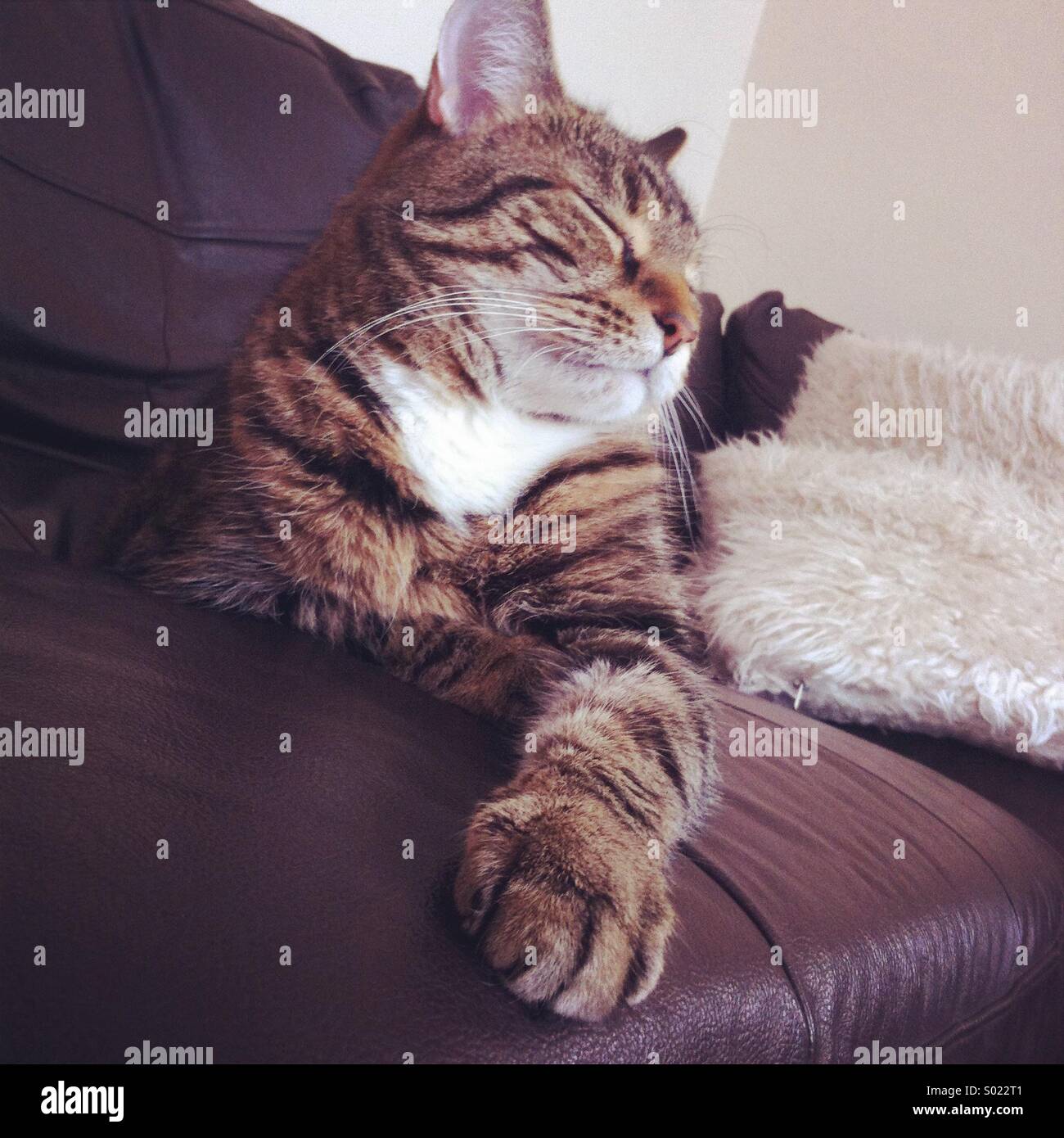Cat chilling hi-res stock photography and images - Alamy
