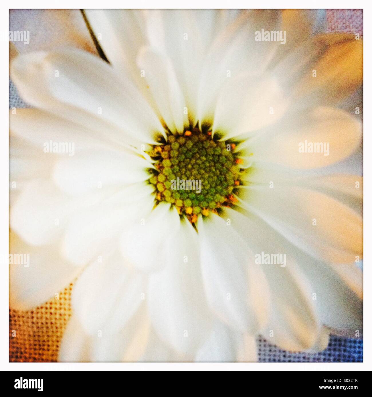 White daisy hi-res stock photography and images - Alamy