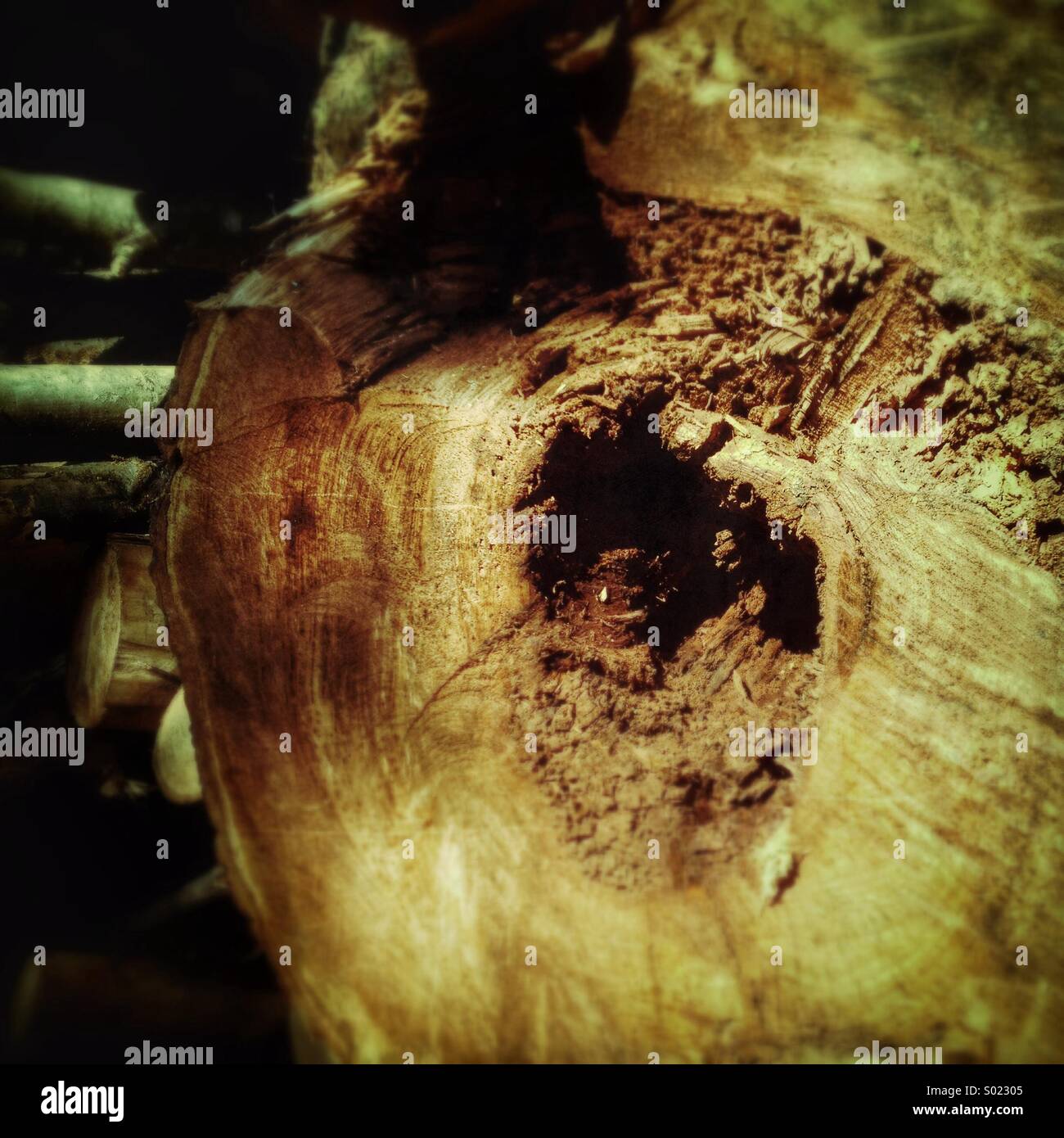 Cut tree trunk Stock Photo - Alamy