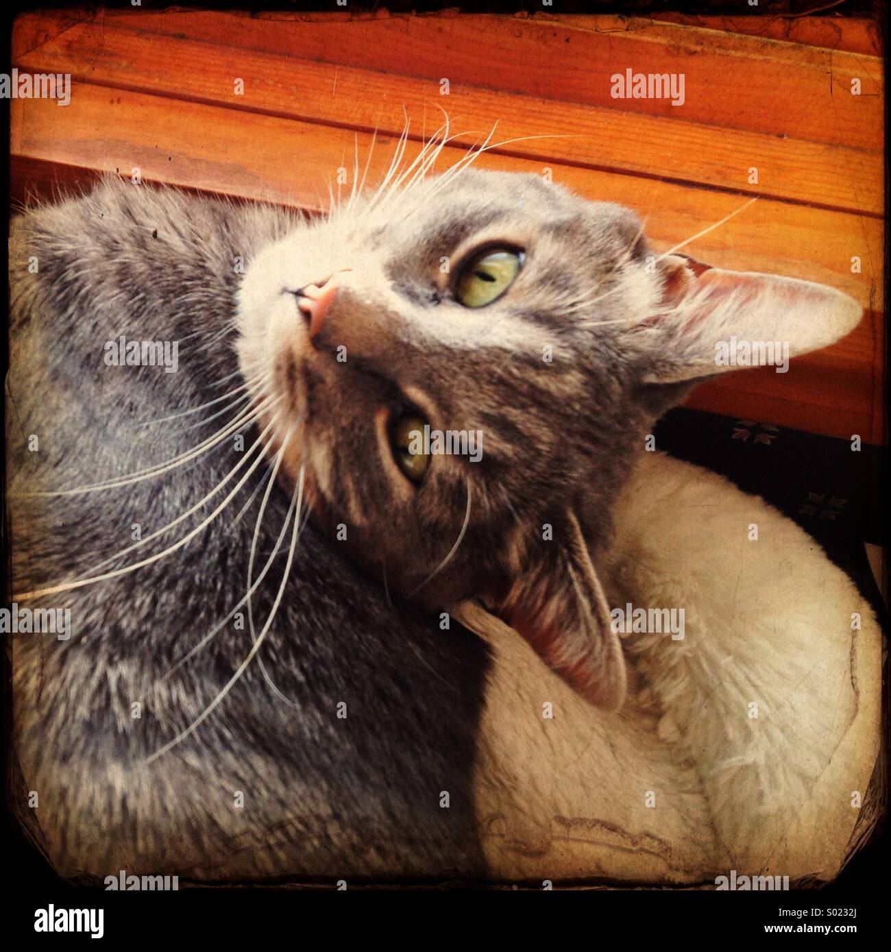 Gray Tabby Cat High Resolution Stock Photography and Images - Alamy