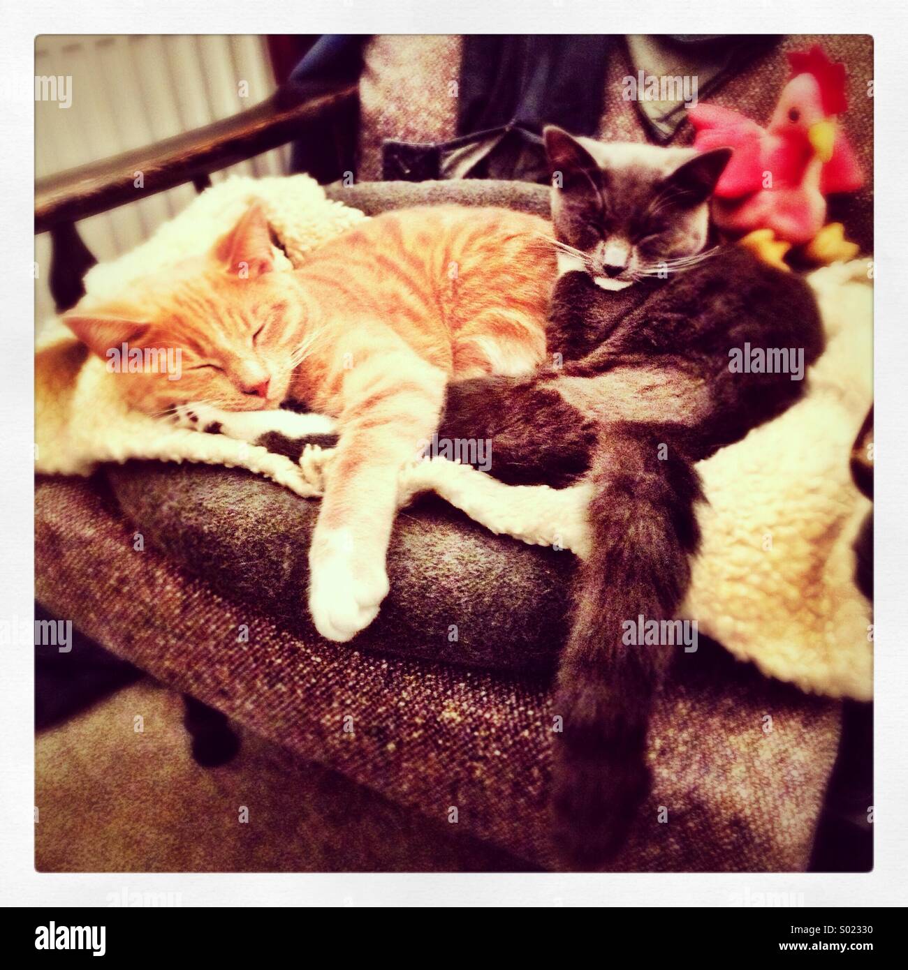 Sister cats hi-res stock photography and images - Alamy